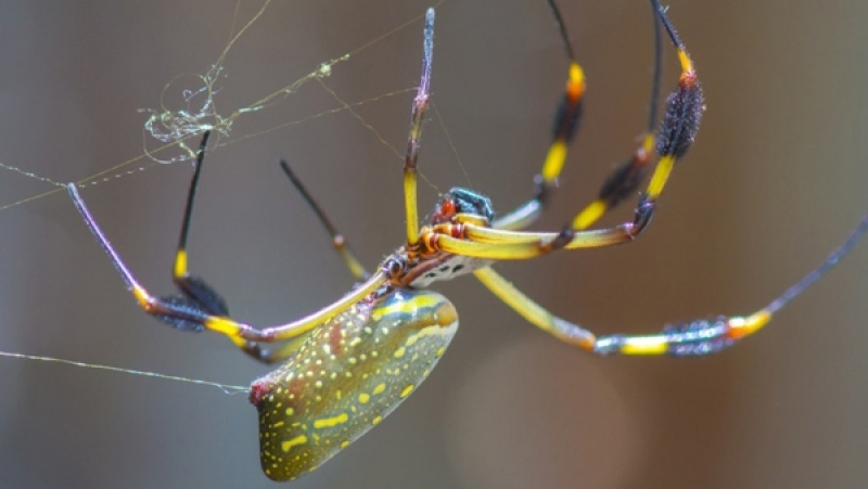 Studying the Secrets Behind Spider Glue - Tech Briefs